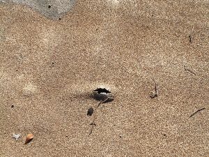 Roof Inspection Van Nuys, CA | Shark Roofing Systems